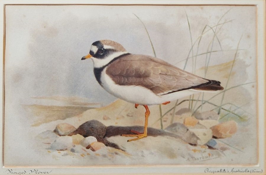 Archibald Thorburn | Birds | MutualArt