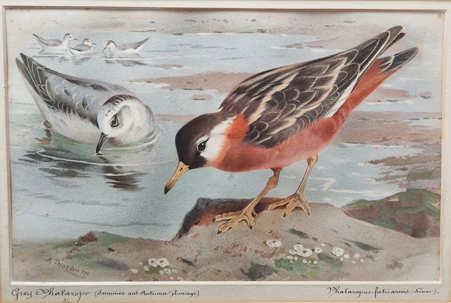 Archibald Thorburn | Birds | MutualArt