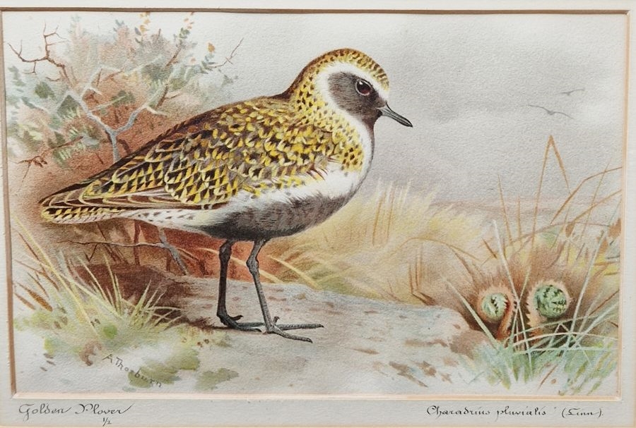 Archibald Thorburn | Birds | MutualArt