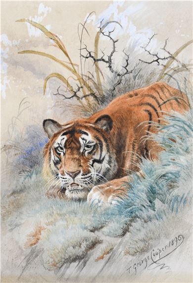 Thomas George Cooper | Study of a tiger in the undergrowth (1890 ...