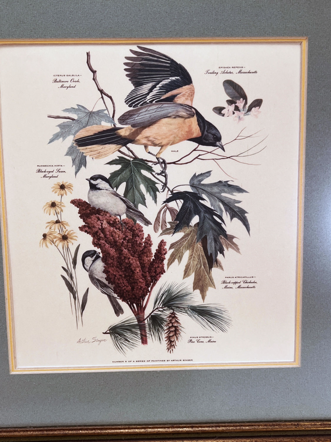Arthur B. Singer | 7 ARTHUR SINGER ORNITHOLOGY PRINTS | MutualArt
