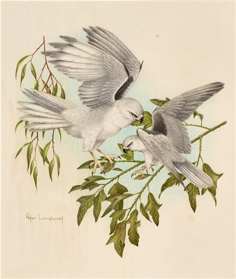Peter Longhurst | Black Shouldered Kites (1988) | MutualArt