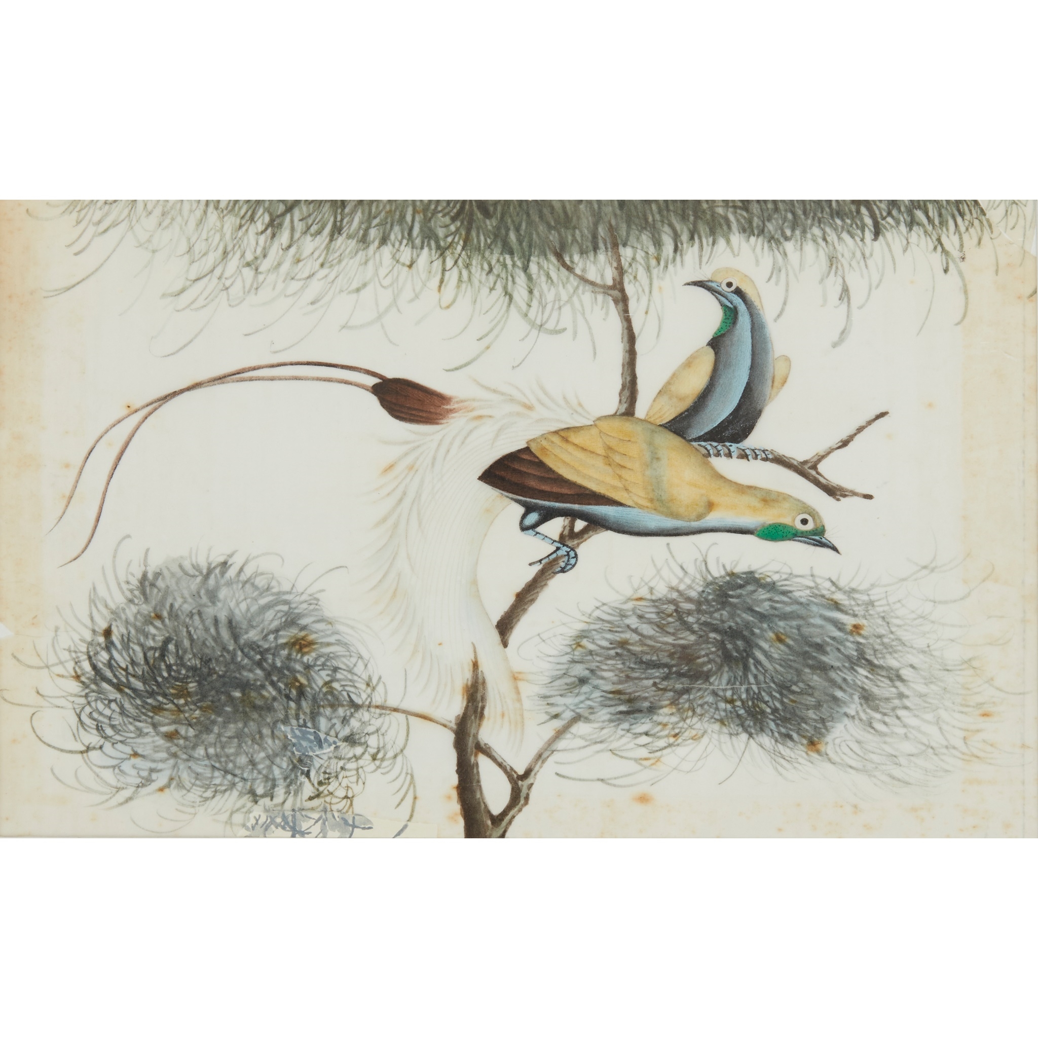 Chinese School, 19th Century | TWO PITH PAINTINGS OF EXOTIC BIRDS ...