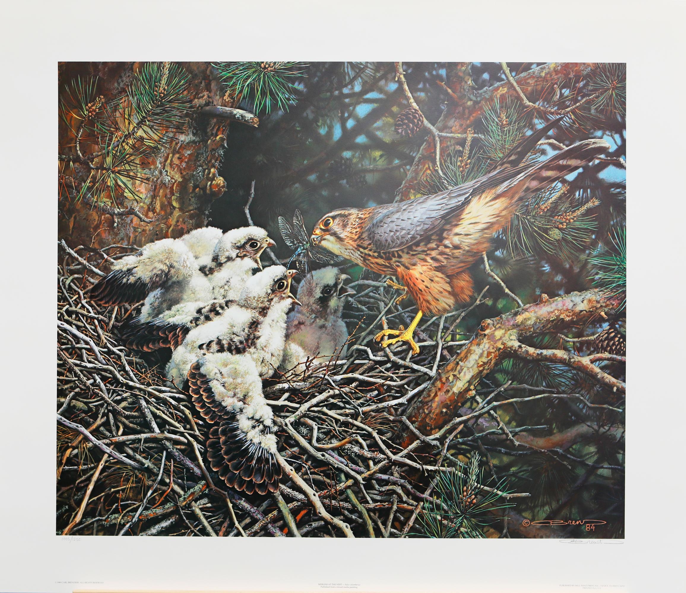 Carl Brenders | Merlins At The Nest (1005 - 1250) | MutualArt