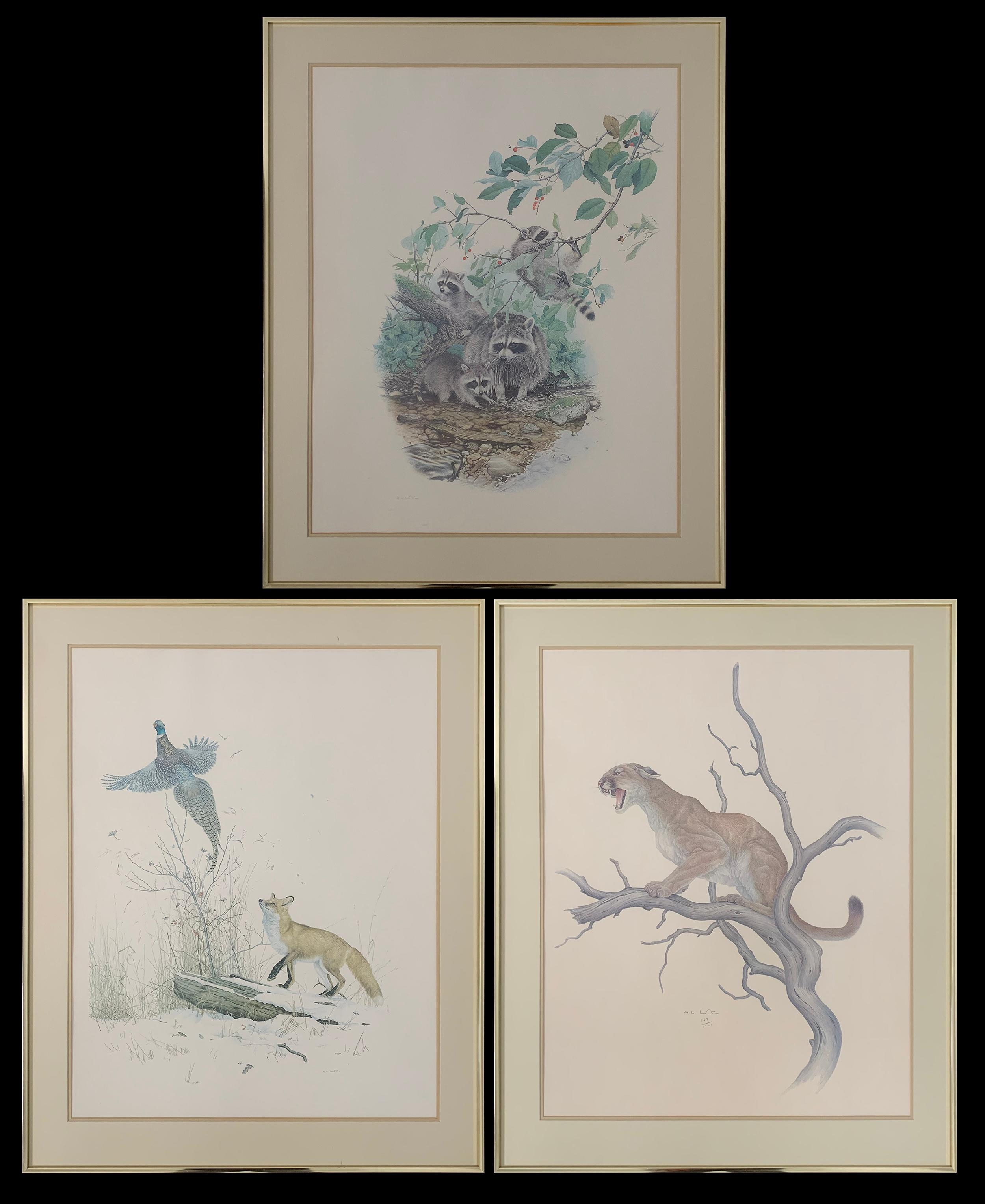 Loates Glen | Red Fox and Ring-necked Pheasant; Raccoon Family; Cougar ...