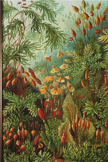 Ernst Haeckel | Flora | MutualArt