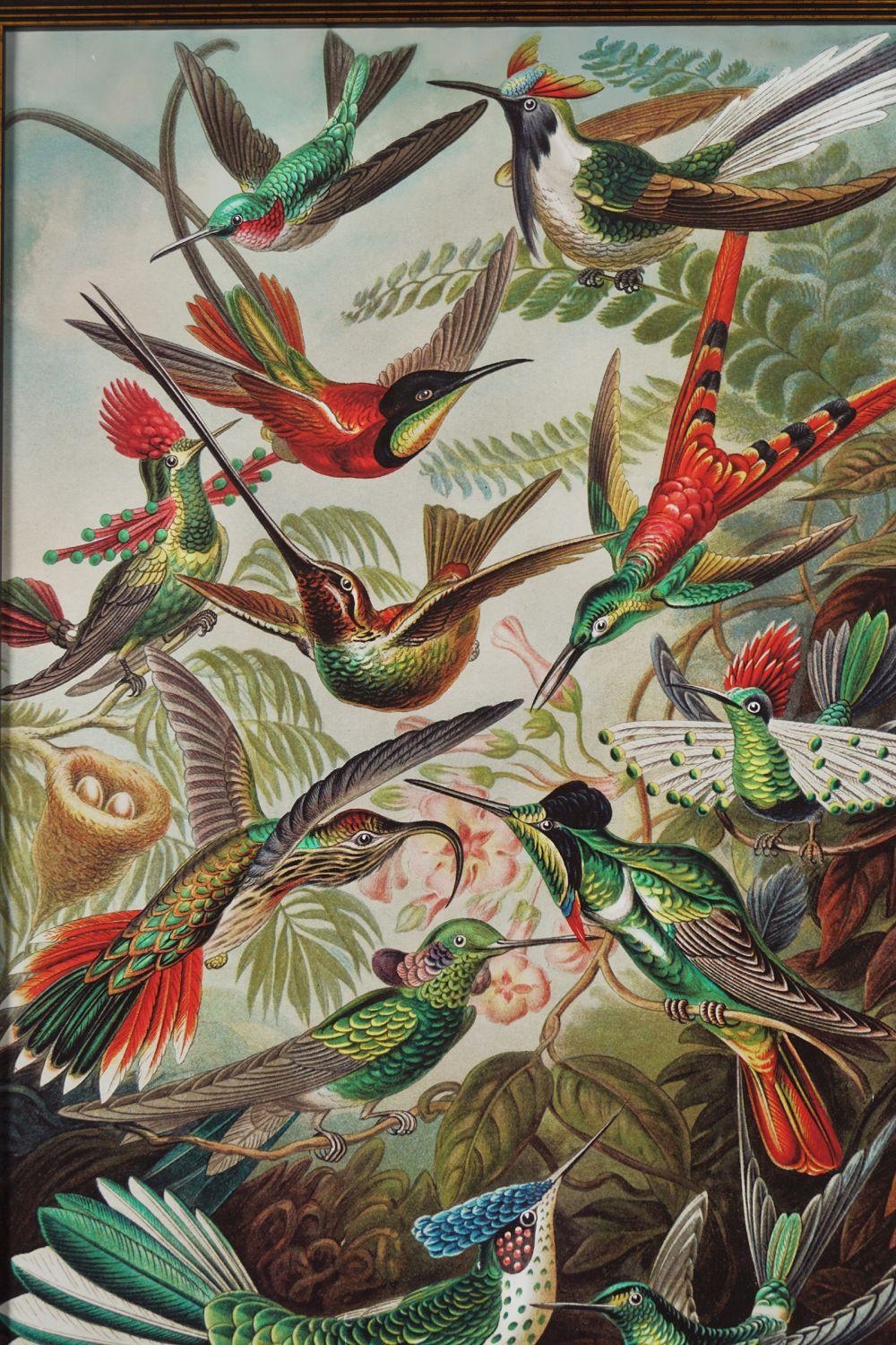 Ernst Haeckel | Exotic birds | MutualArt