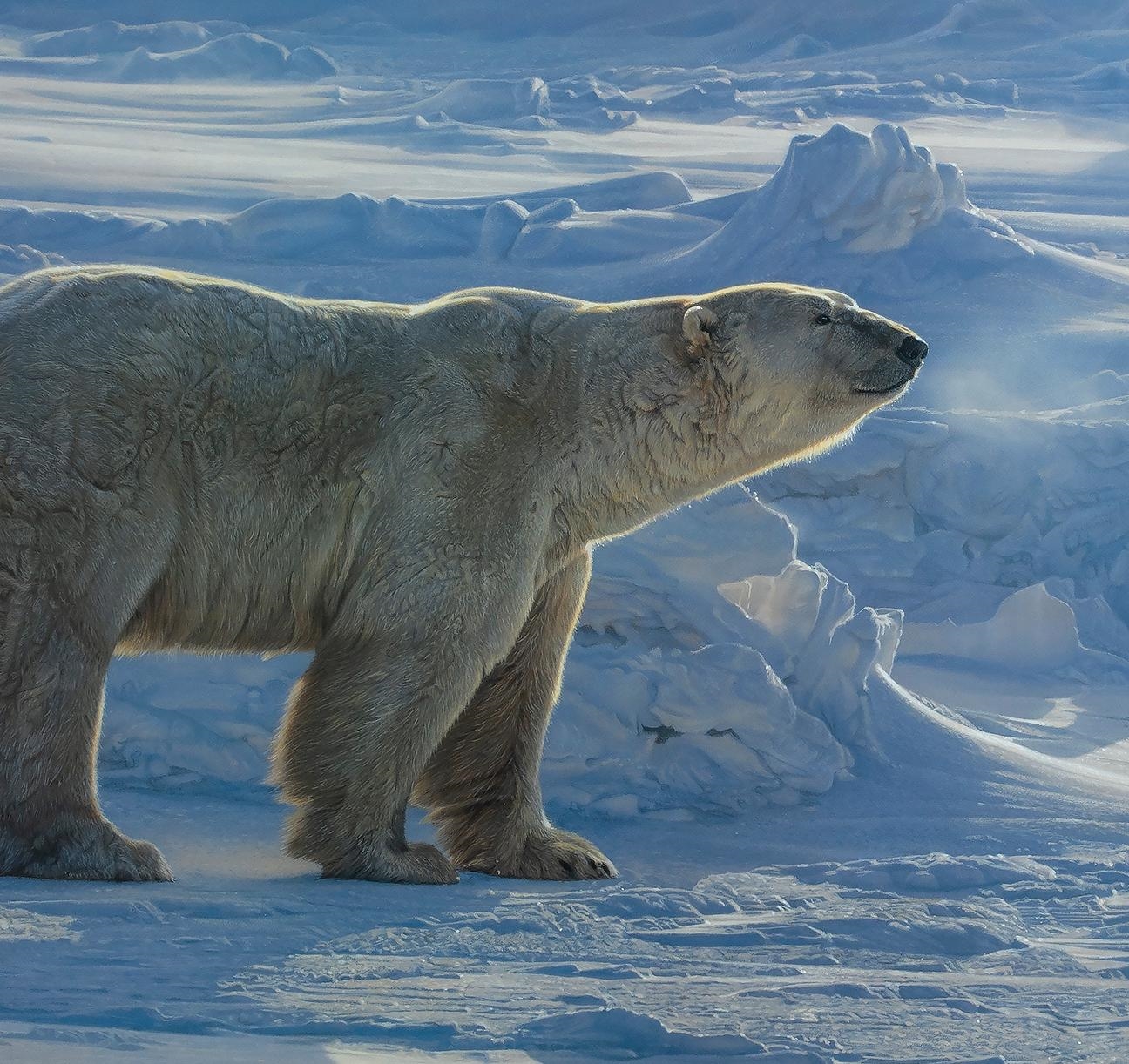 Daniel Smith | Arctic Aura (2013) | MutualArt