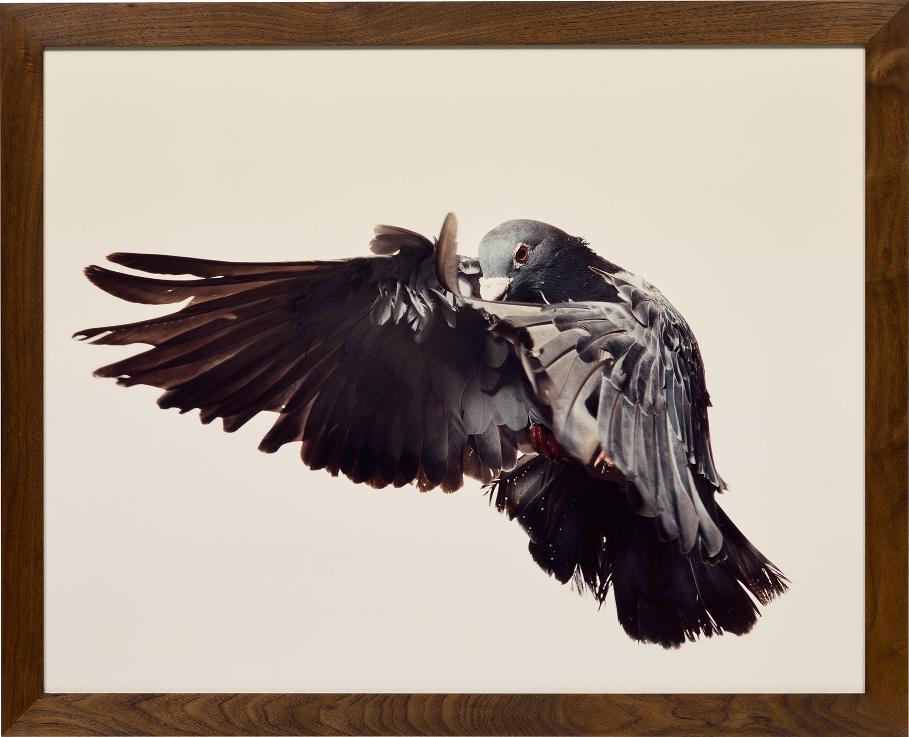 Roe Ethridge | Pigeon (2001) | MutualArt