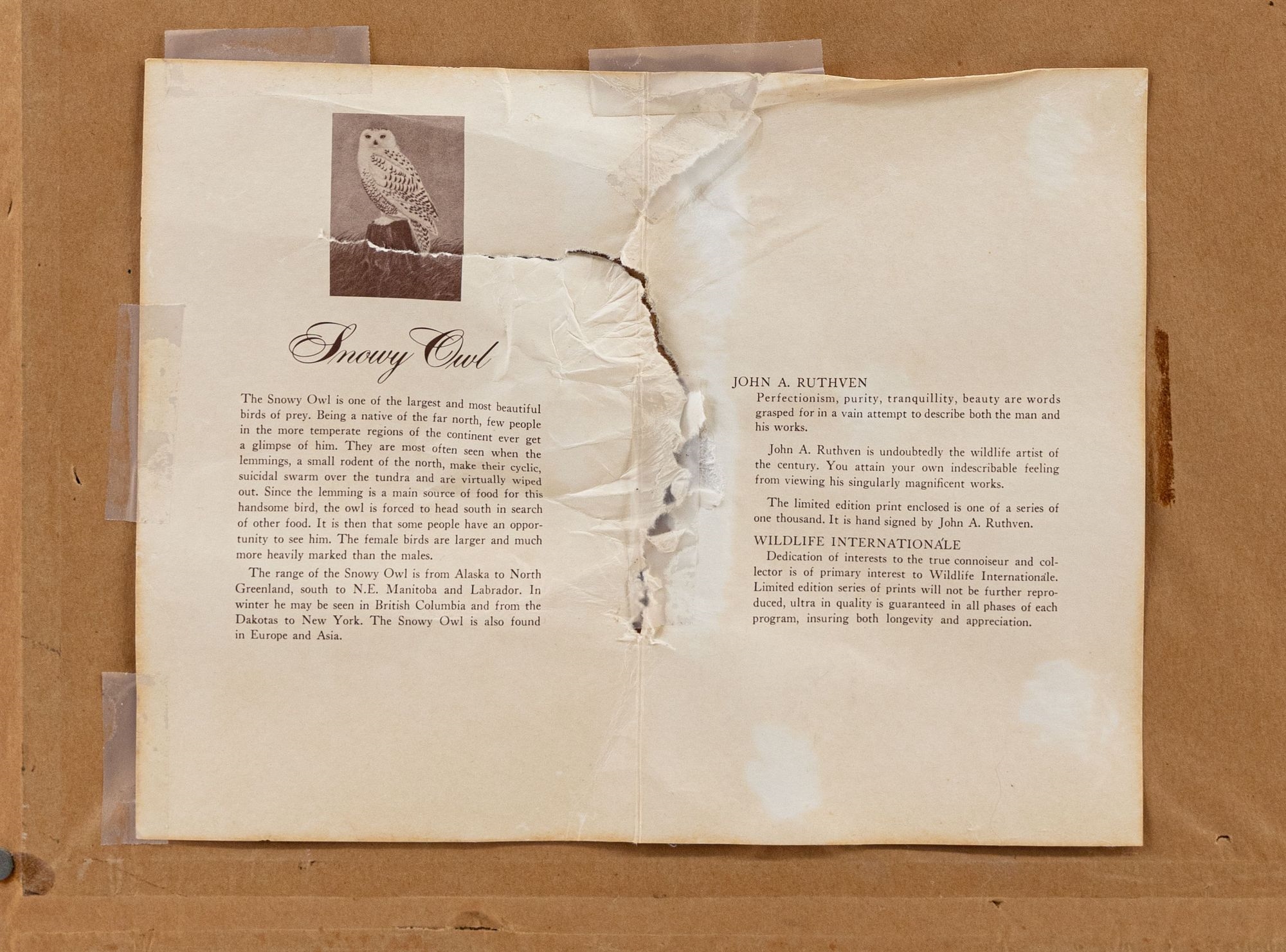 John Ruthven | SNOWY OWL | MutualArt