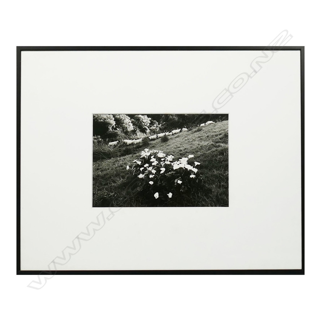 Anne Noble | Sheep & Lilies in the Field (1982) | MutualArt