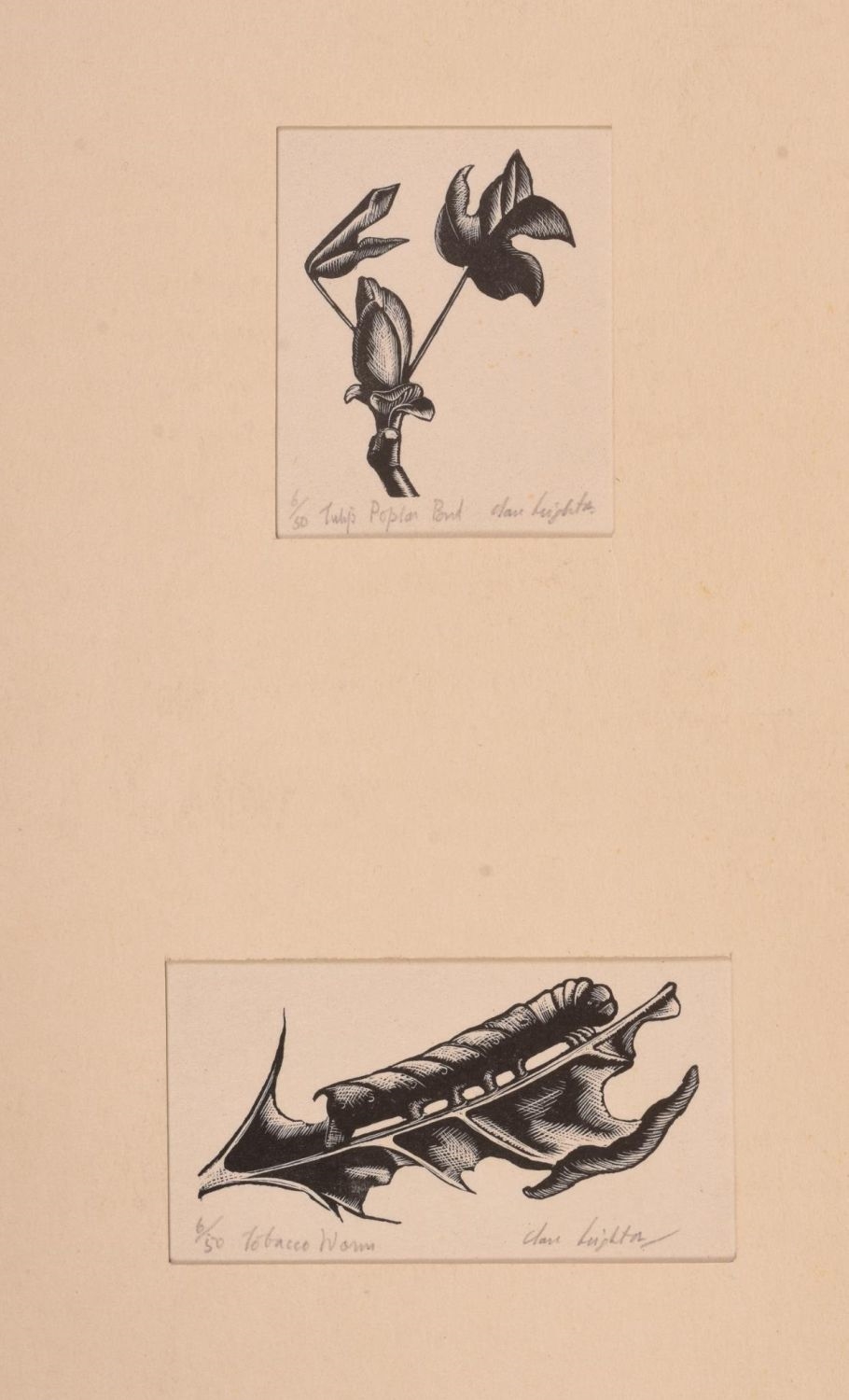 Clare Leighton | Tulip Poplar Bud; Tobacco Worm | MutualArt