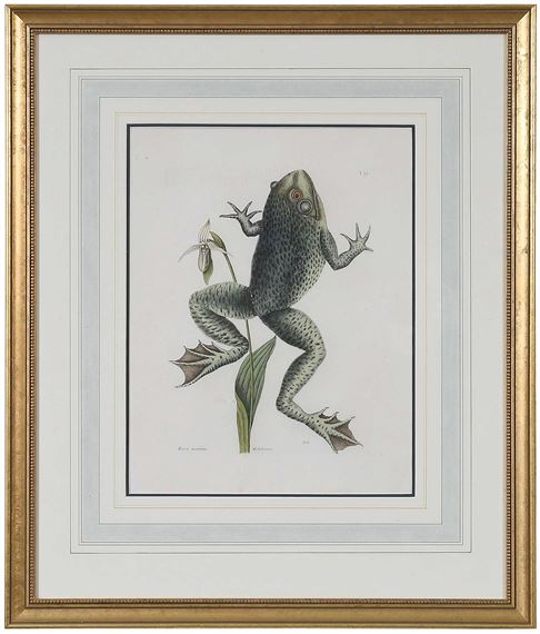 Mark Catesby | The Bull Frog | MutualArt
