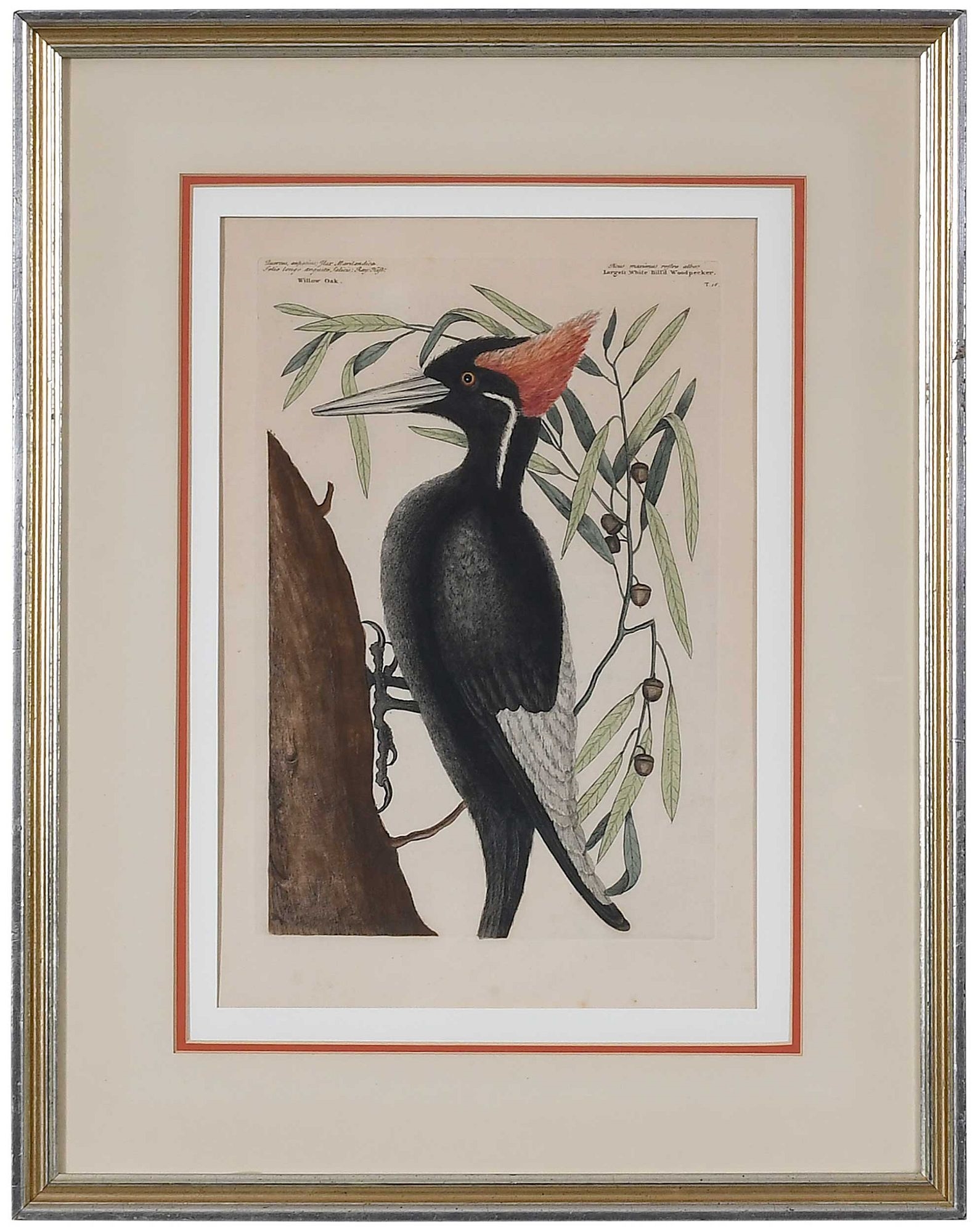 Mark Catesby | Largest White-billed Woodpecker | MutualArt