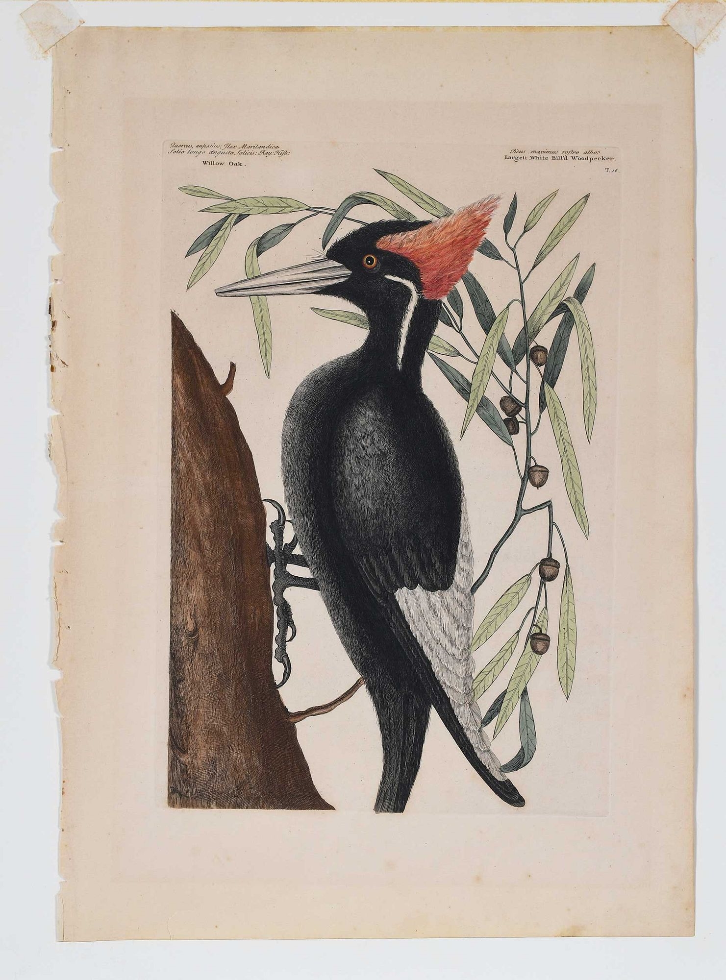 Mark Catesby | Largest White-billed Woodpecker | MutualArt