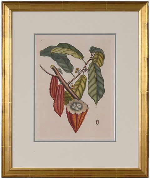 Mark Catesby | The Cacao Tree | MutualArt
