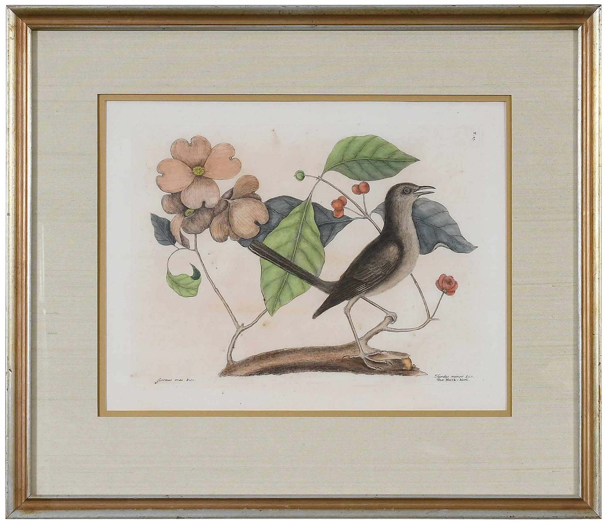 Mark Catesby | The Mock-bird | MutualArt