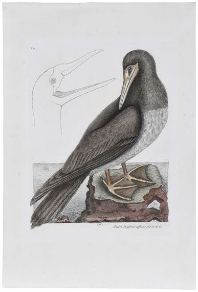 Mark Catesby | The Brown Booby | MutualArt