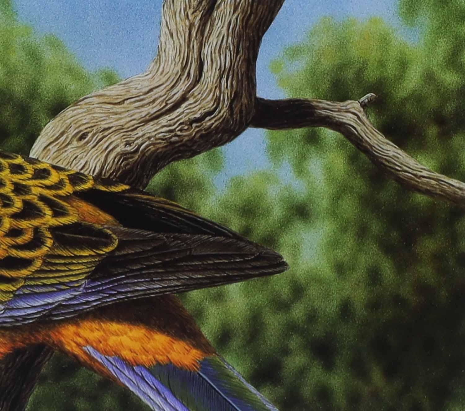 Rod Scott | Adelaide Rosella (1991) | MutualArt