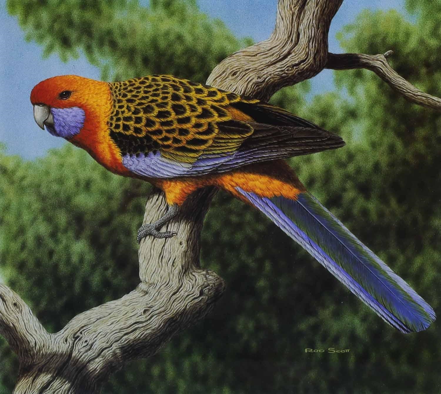 Rod Scott | Adelaide Rosella (1991) | MutualArt
