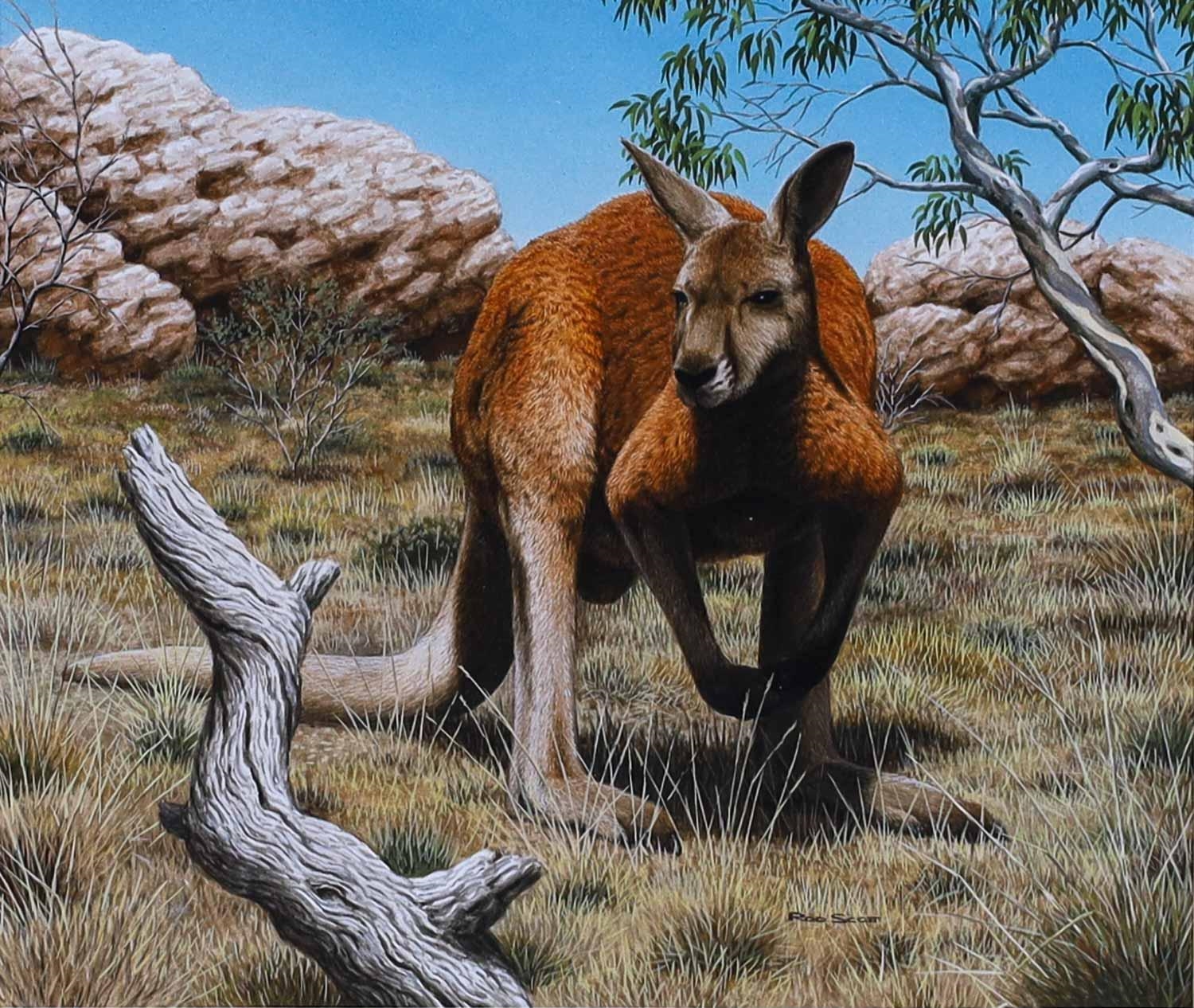 Rod Scott | Red Kangaroo | MutualArt