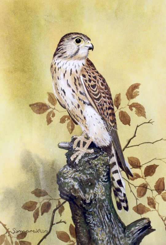 Samara Veera | Kestrel perched on a Treestump | MutualArt
