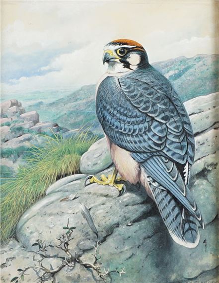 Phillip Alexander Clancey | Peregrine falcon | MutualArt