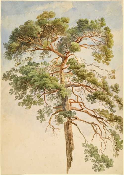 Carl Ludwig Frommel | Tree study | MutualArt