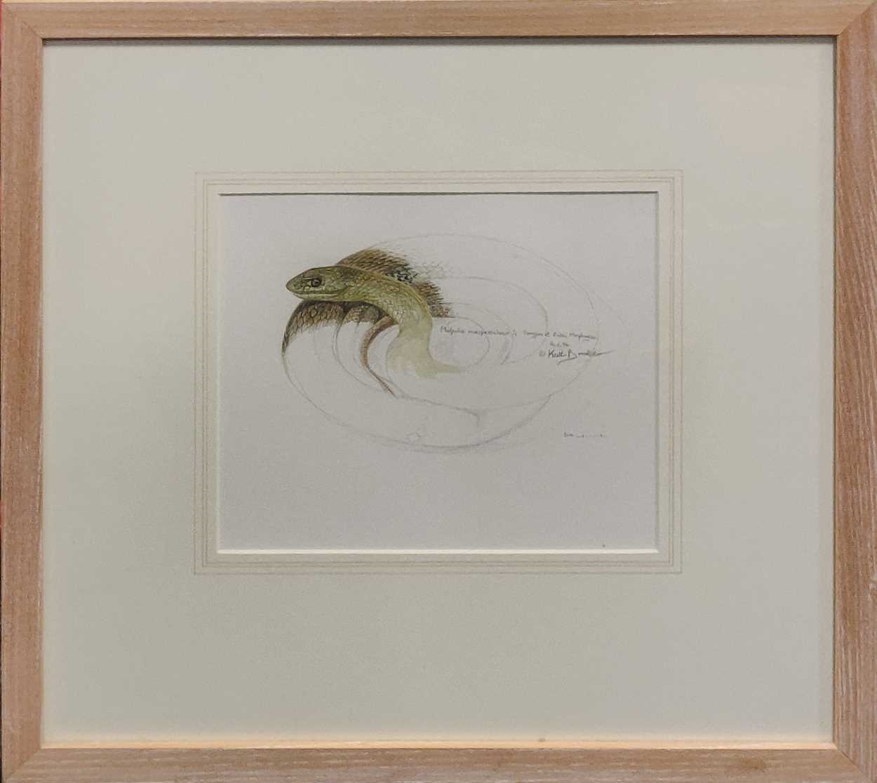 Keith Brockie | study of a snake | MutualArt