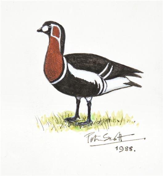 Peter Markham Scott | Red Breasted Goose Standing | MutualArt
