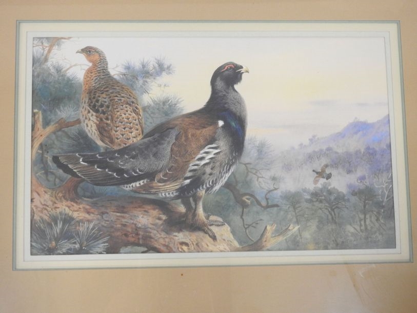 Archibald Thorburn | Six color prints on animal representations ...