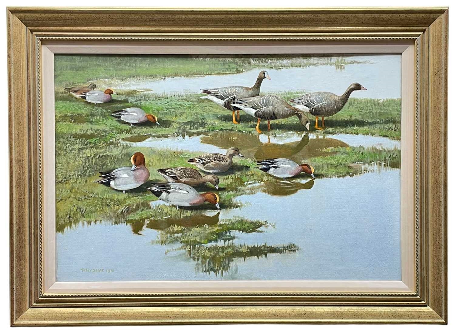 Peter Markham Scott | female and male wigeon and greylag geese in ...