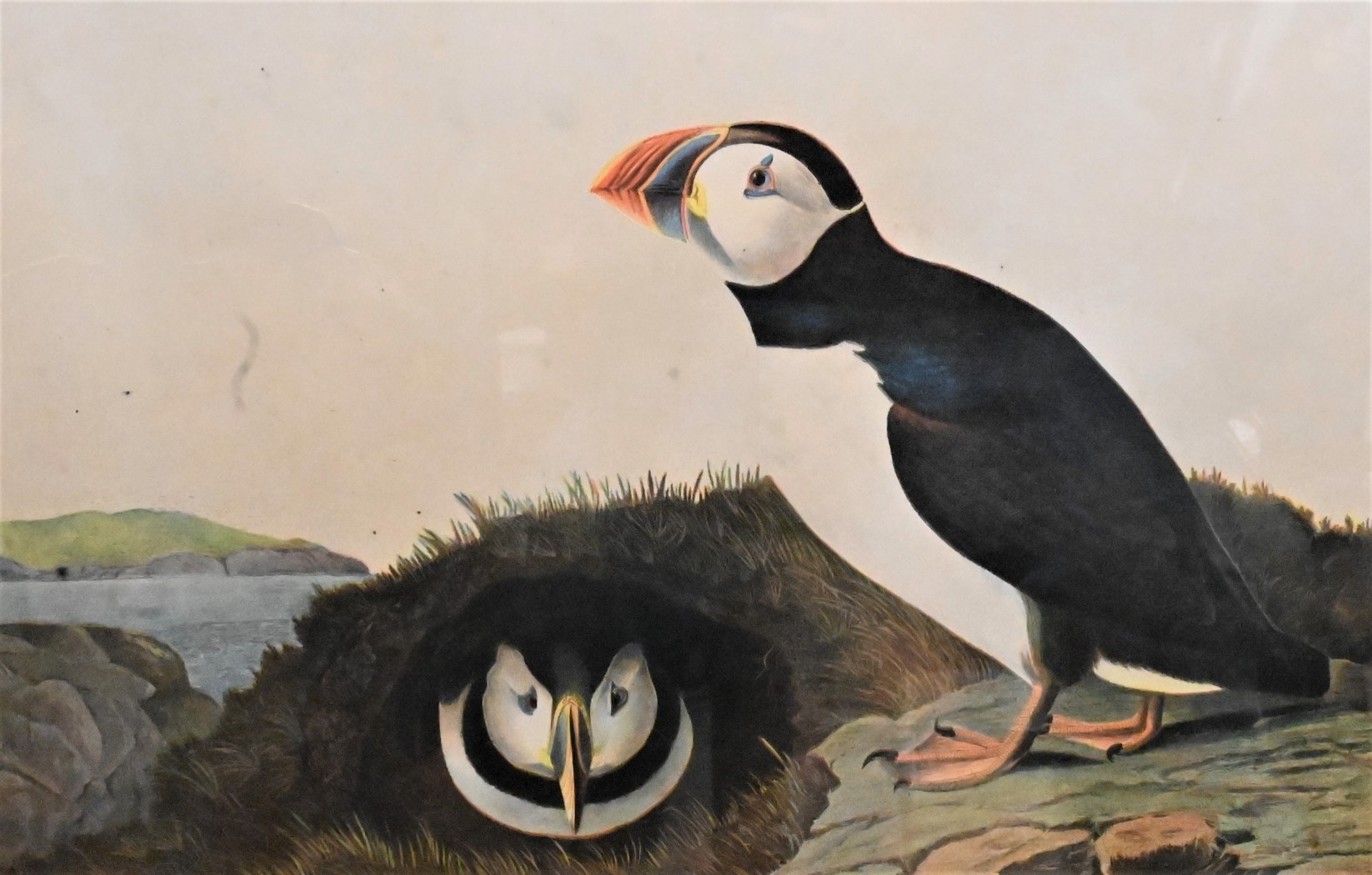 John James Audubon | Puffin Mormon Arcticus | MutualArt