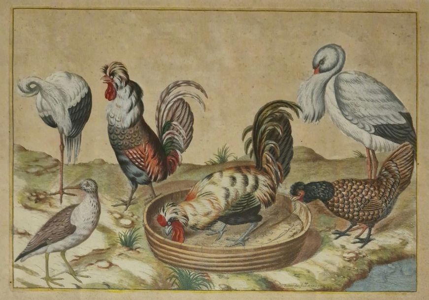 Nicolas Robert | 3 ORNYTOLOGICAL PLATES | MutualArt