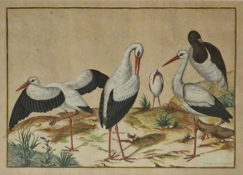 Nicolas Robert | 3 ORNYTOLOGICAL PLATES (2023) | MutualArt