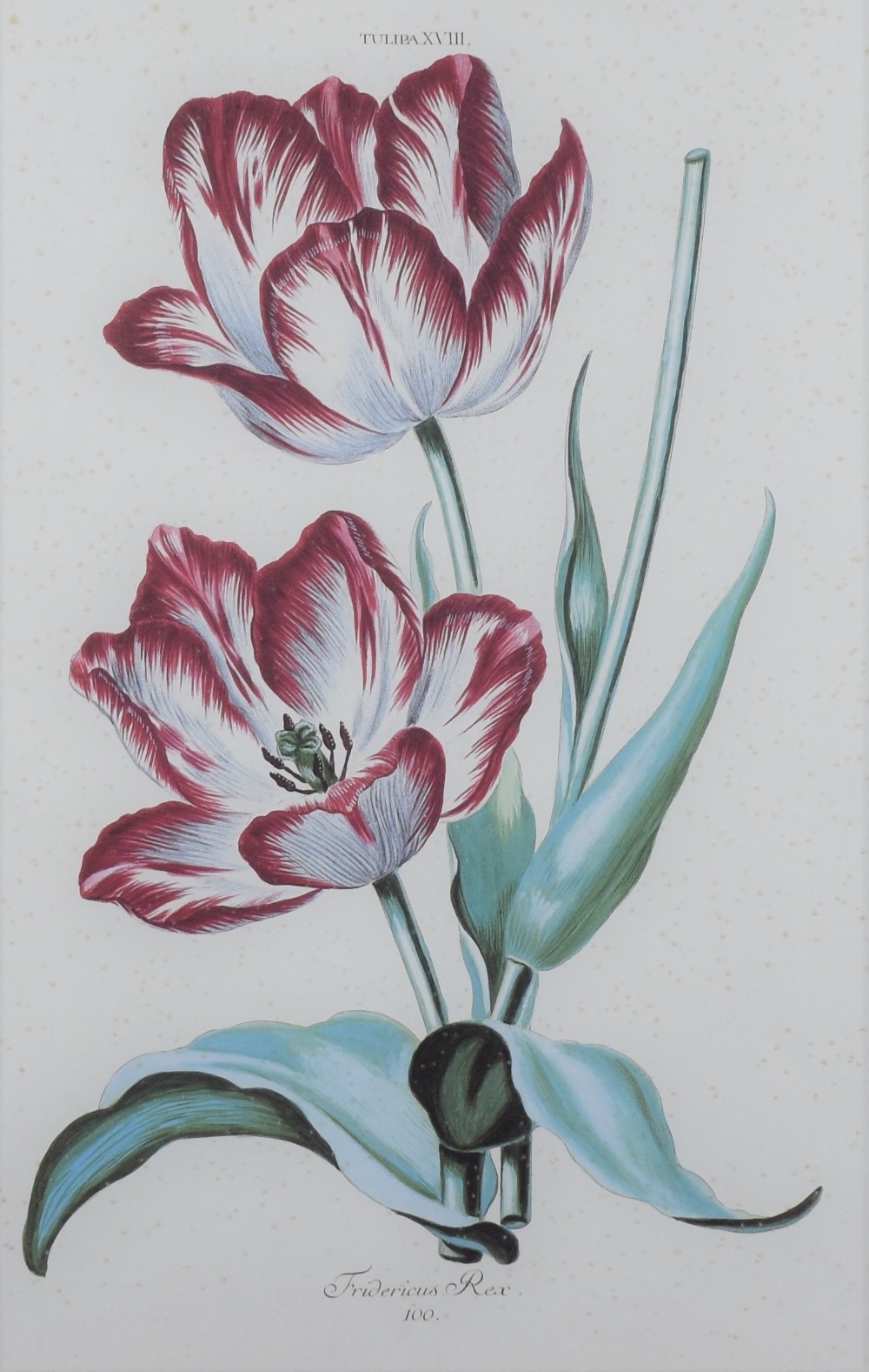 Johann Michael Seligman | Tulipa XVIII Fridericus Rex (20th Century ...