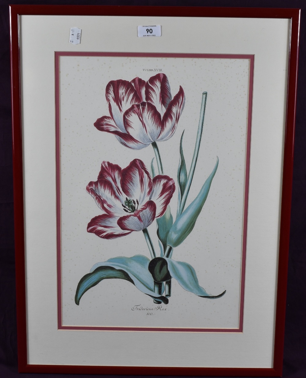 Johann Michael Seligman | Tulipa XVIII Fridericus Rex (20th Century ...