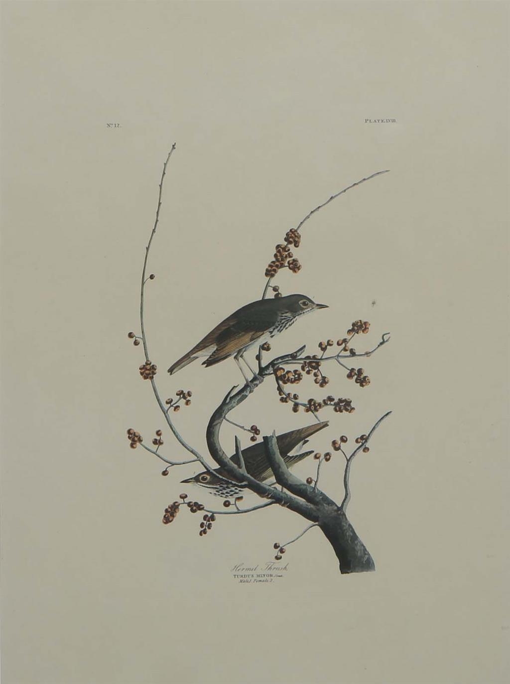 John James Audubon | Hermit Thrush, | MutualArt