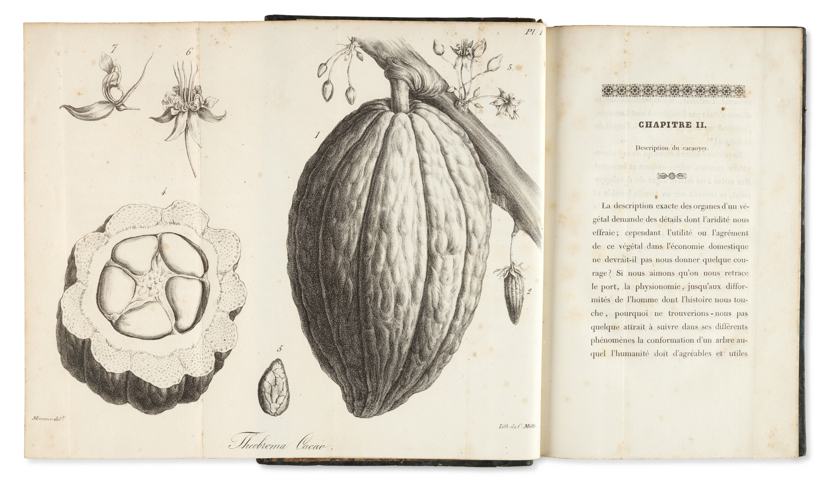 Auguste Gallais | Monographie du cacao ou Manuel de l'amateur de ...