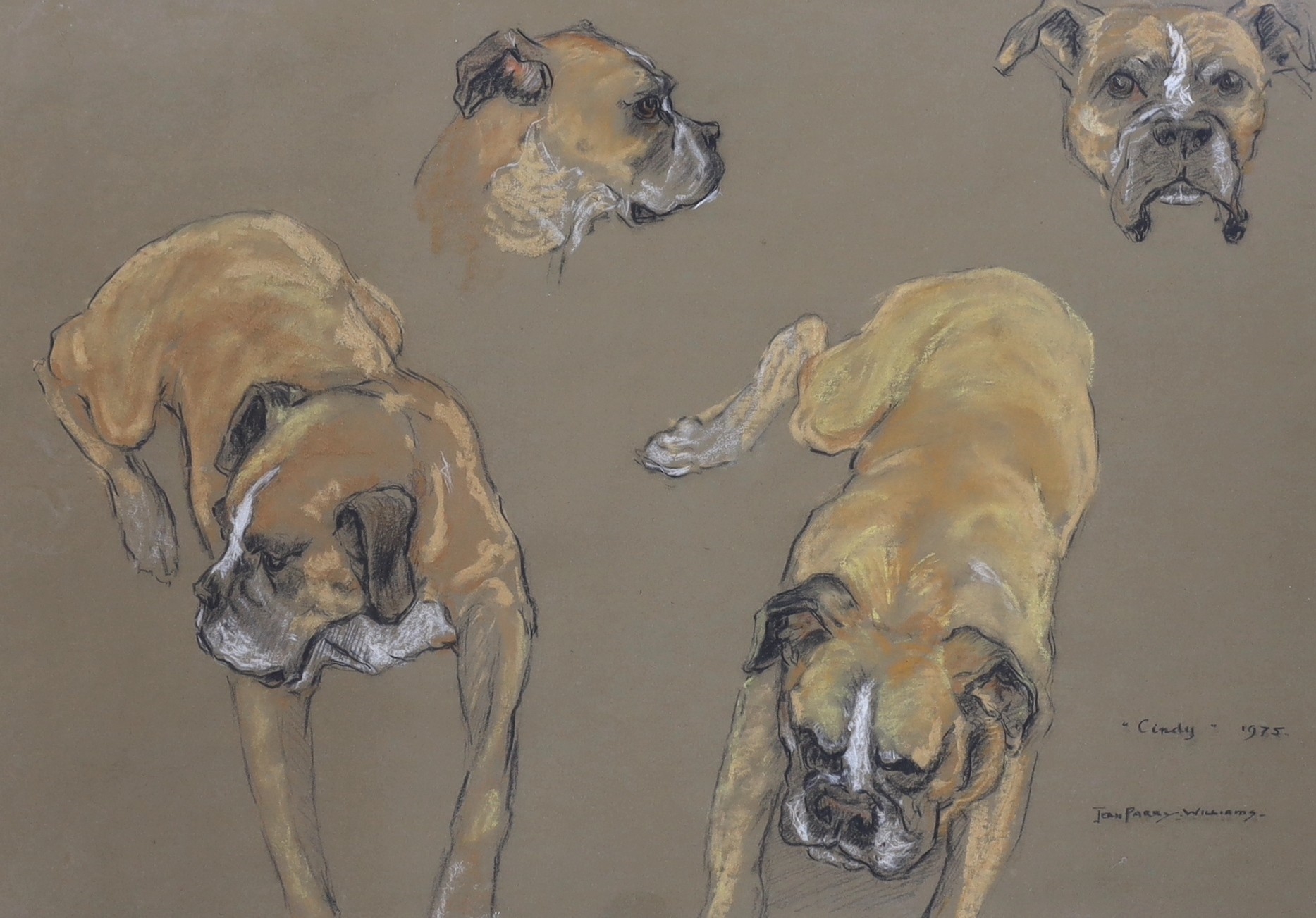 Jean Parry Williams | Studies of a Boxer dog (1975) | MutualArt