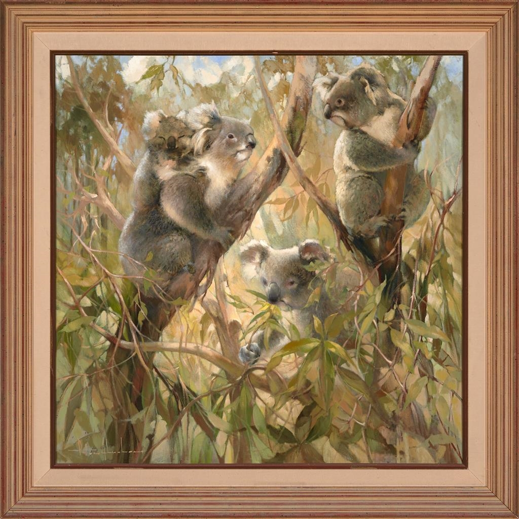 Peter Abraham | Koalas Gathering for Mating Season | MutualArt