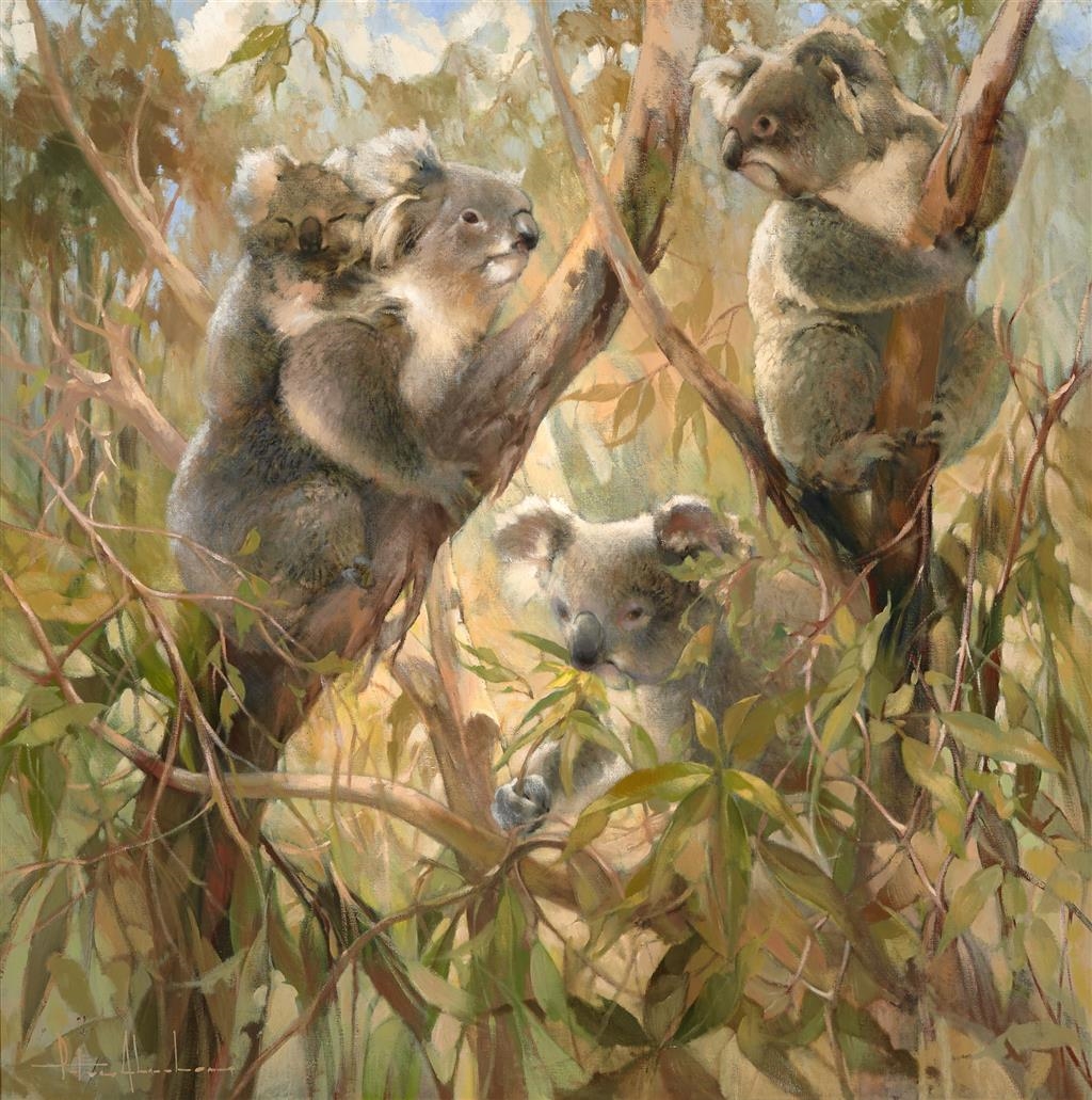 Peter Abraham | Koalas Gathering for Mating Season | MutualArt