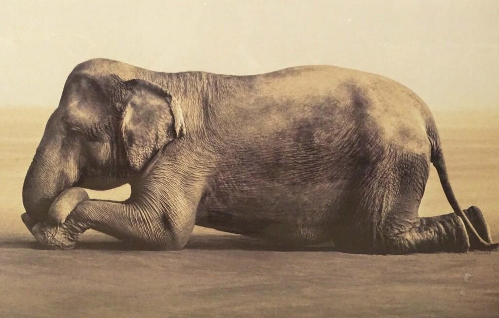 Gregory Colbert | Ashes and snow (2007) | MutualArt