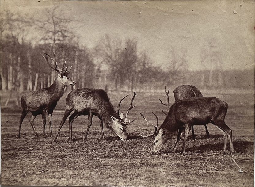 Ottomar Anschütz | Cerfs et biches (1881 - 1889) | MutualArt