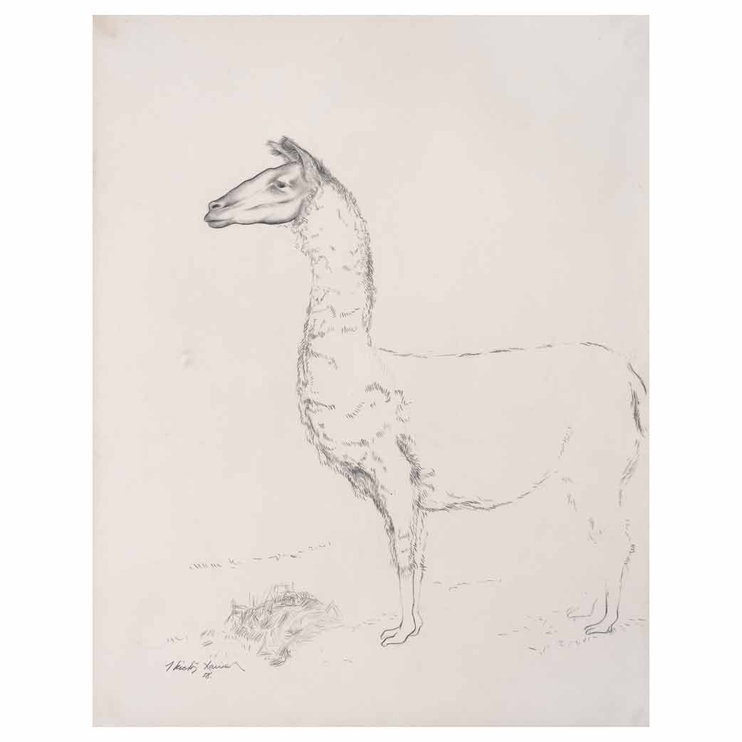 Héctor Xavier | Llama (1958) | MutualArt