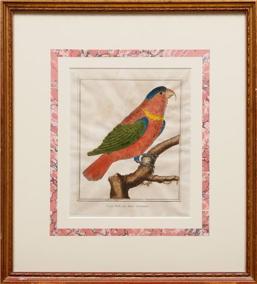 Jacques Barraband | Parrots (1801 - 1805) | MutualArt