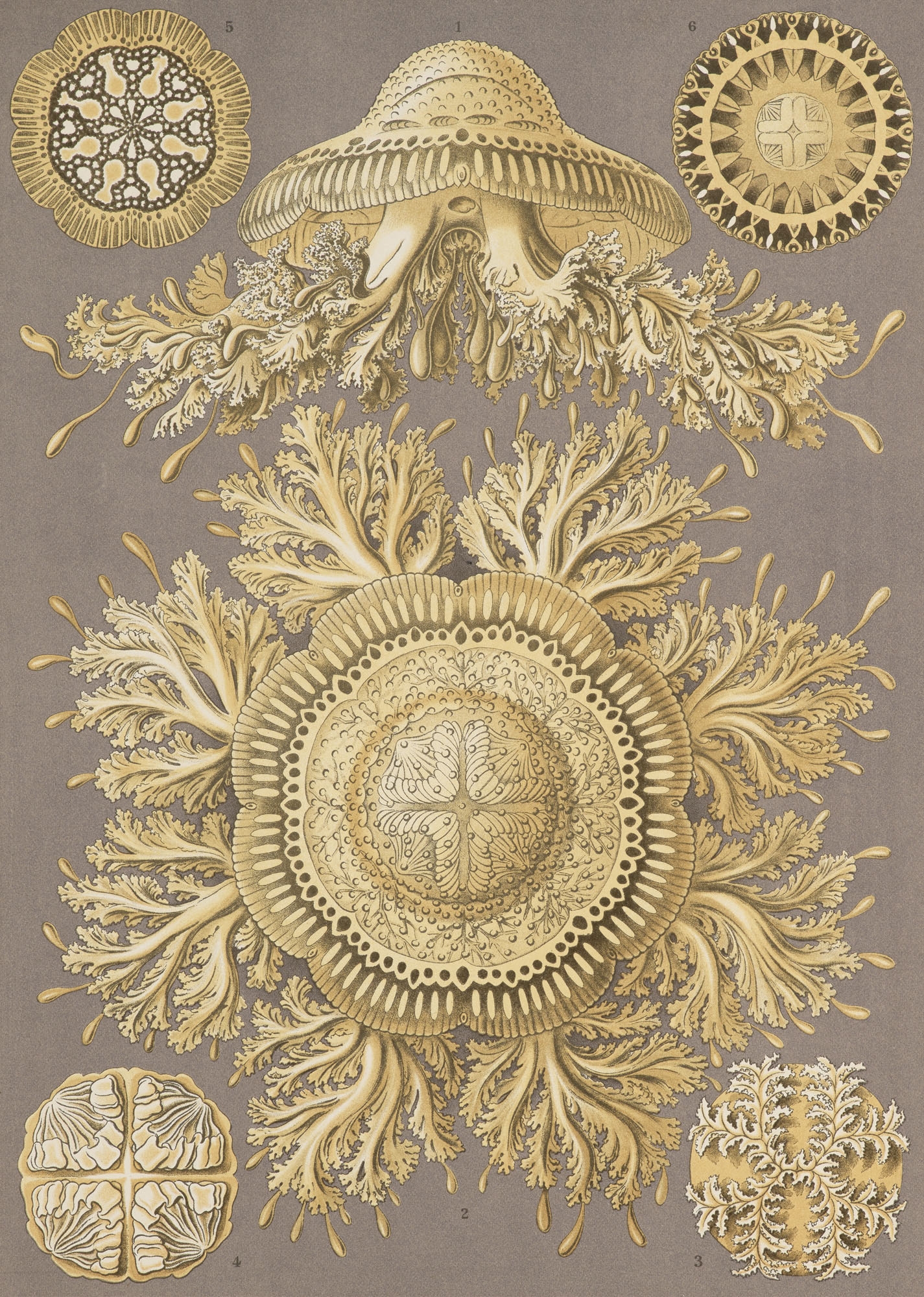 Ernst Haeckel Kunstformen Der Natur 1904 Mutualart