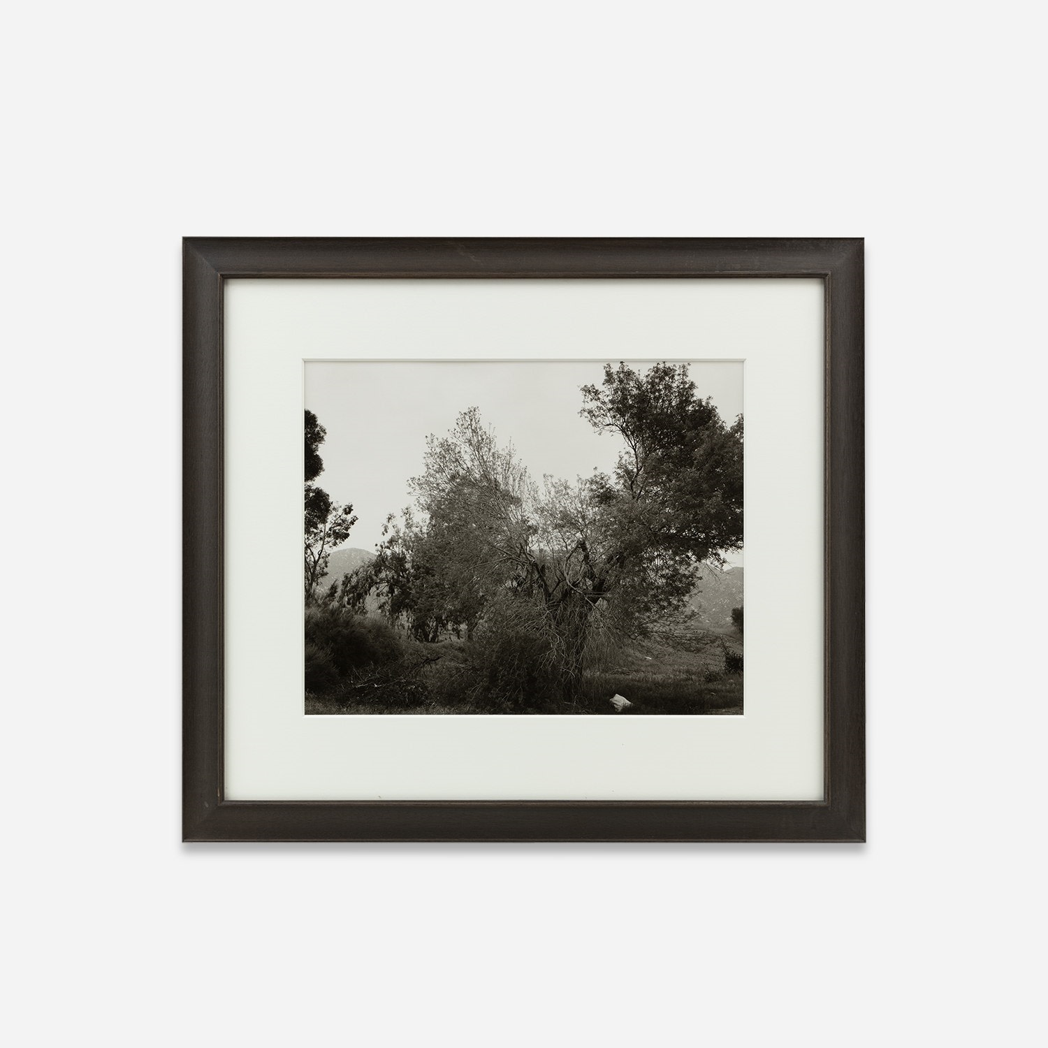 Robert Adams | Broken trees near Box Springs Mtns., east of Riverside ...