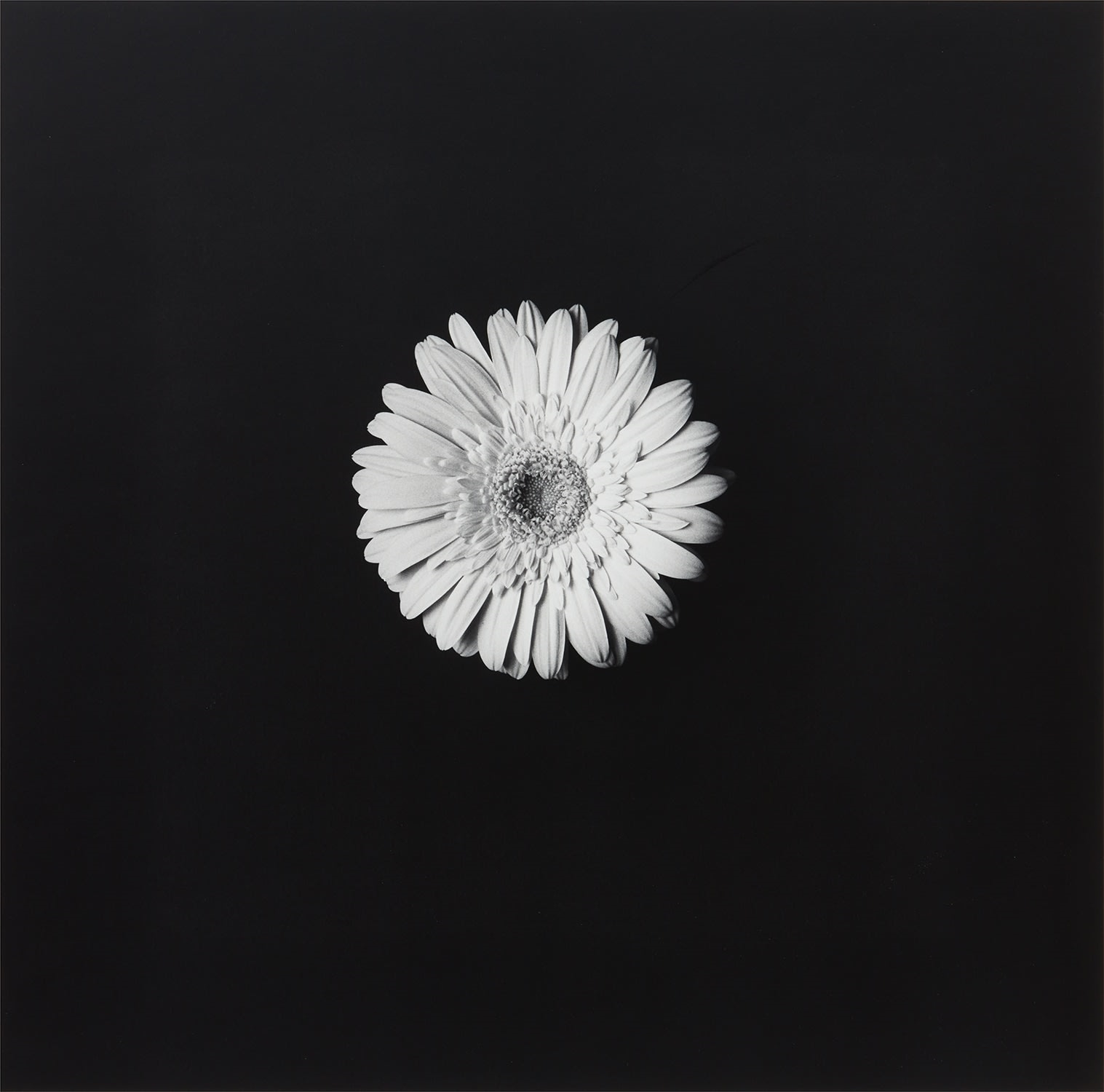 Robert Mapplethorpe Flowers Photos | Best Flower Site