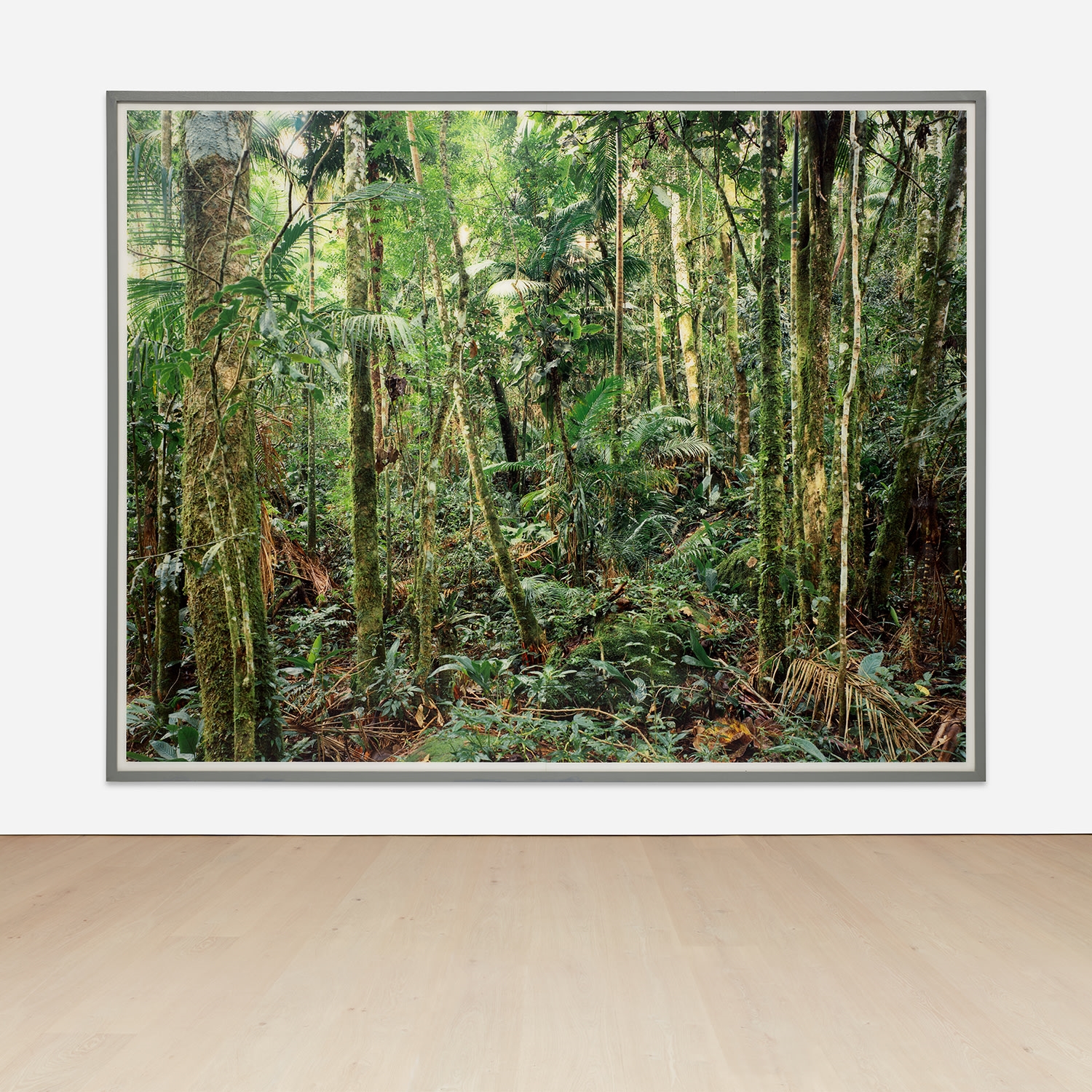 Thomas Struth | Paradise 24, Sao Francisco de Xavier, Brazil (2001 ...
